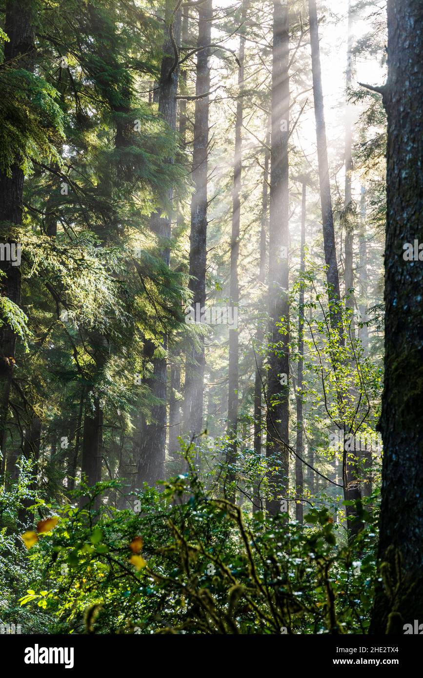 Dramatic morning light filters through the mist & Western Red Cedar ...