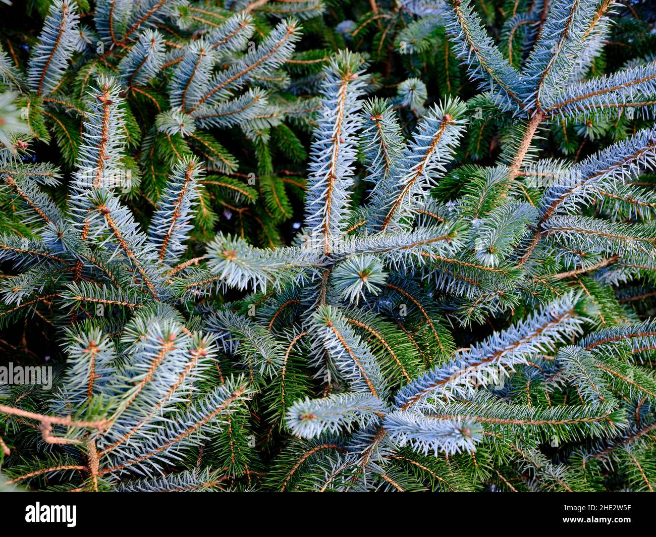 Frosted and very sharp pine needles Stock Photo - Alamy
