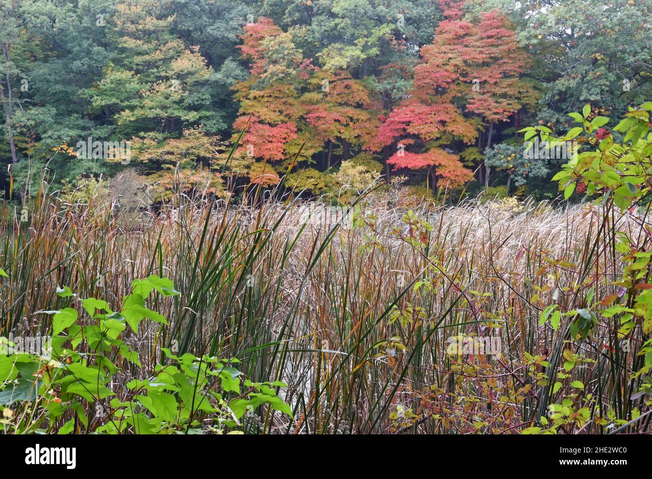 High Park nature, Toronto, Canada Stock Photo - Alamy