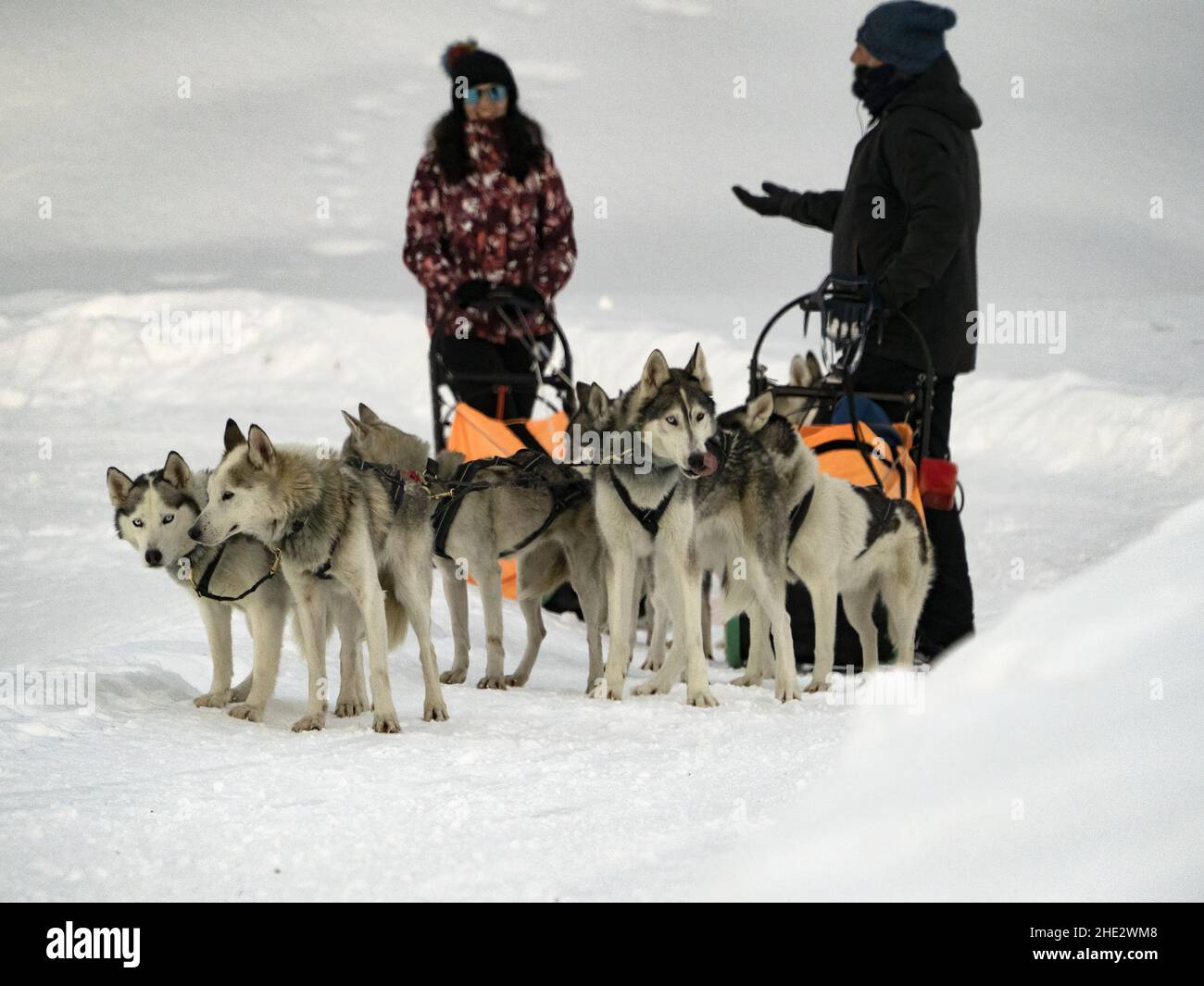 Sled dog in snow mountains white background Stock Photo - Alamy