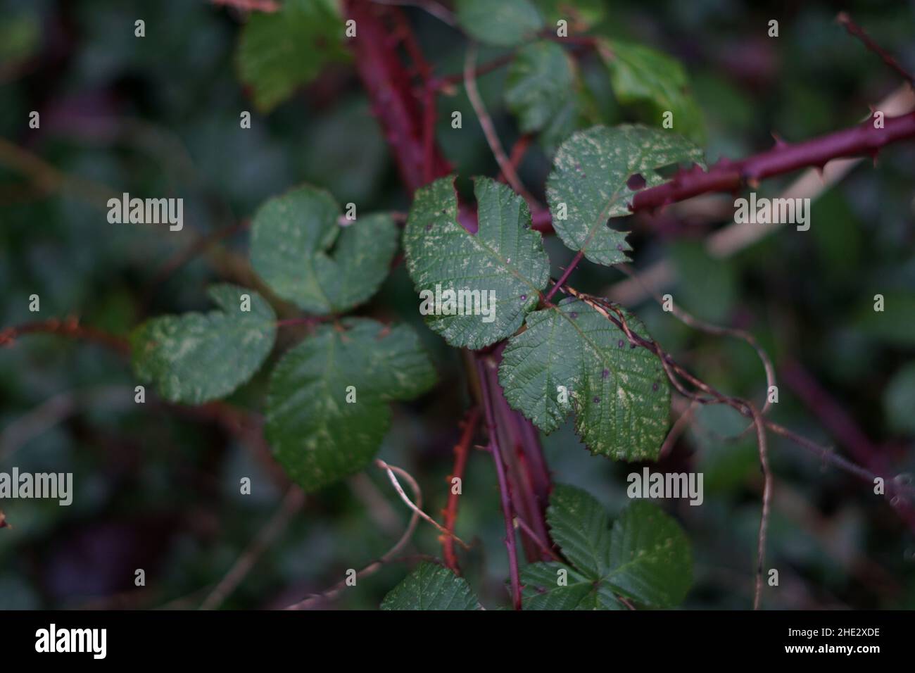 Pictures of blackberries hi-res stock photography and images - Alamy