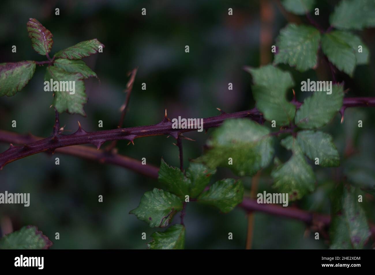 Edible Bush High Resolution Stock Photography and Images - Alamy
