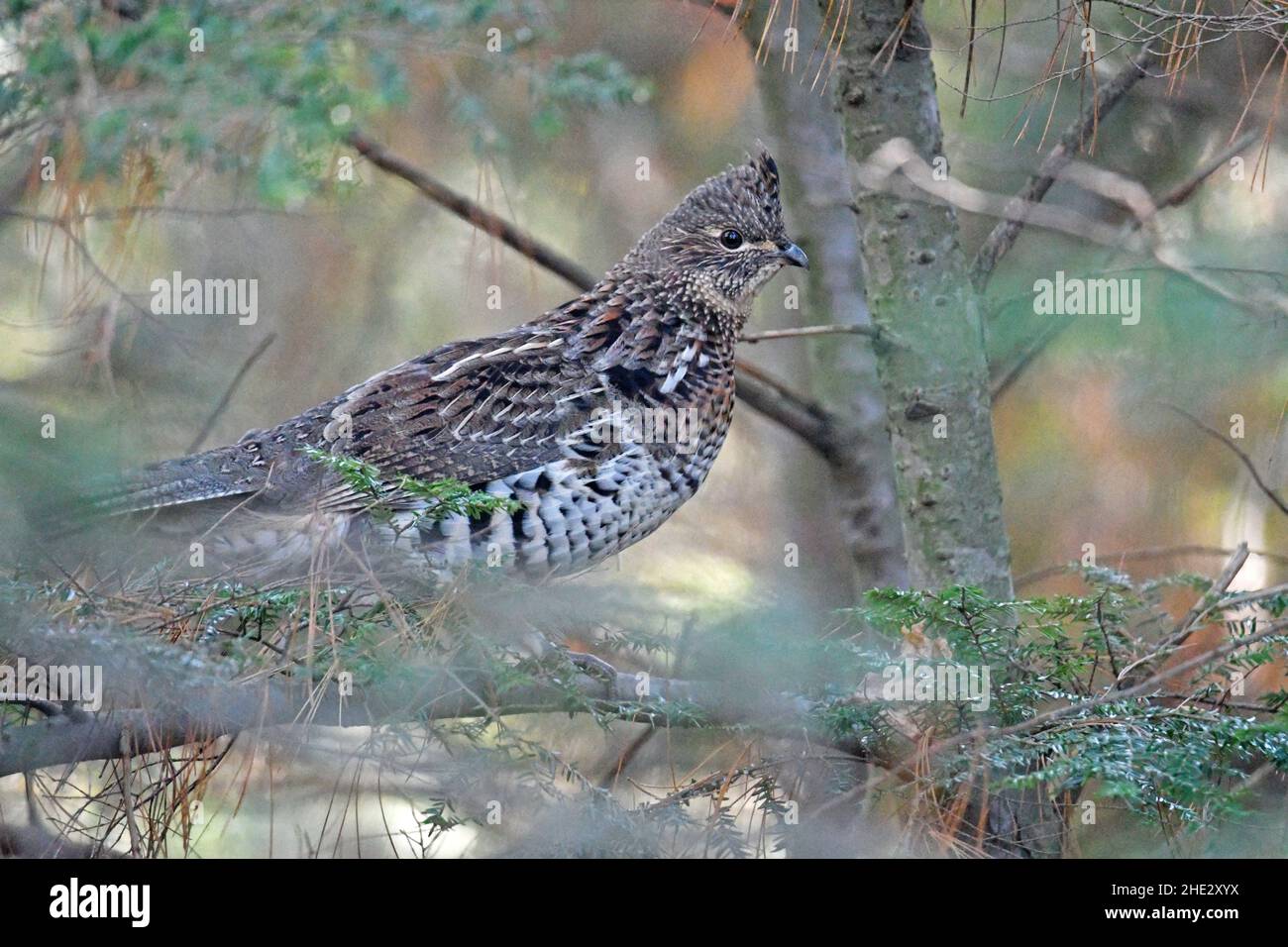 Ruffed grouse on a branch Stock Photo - Alamy
