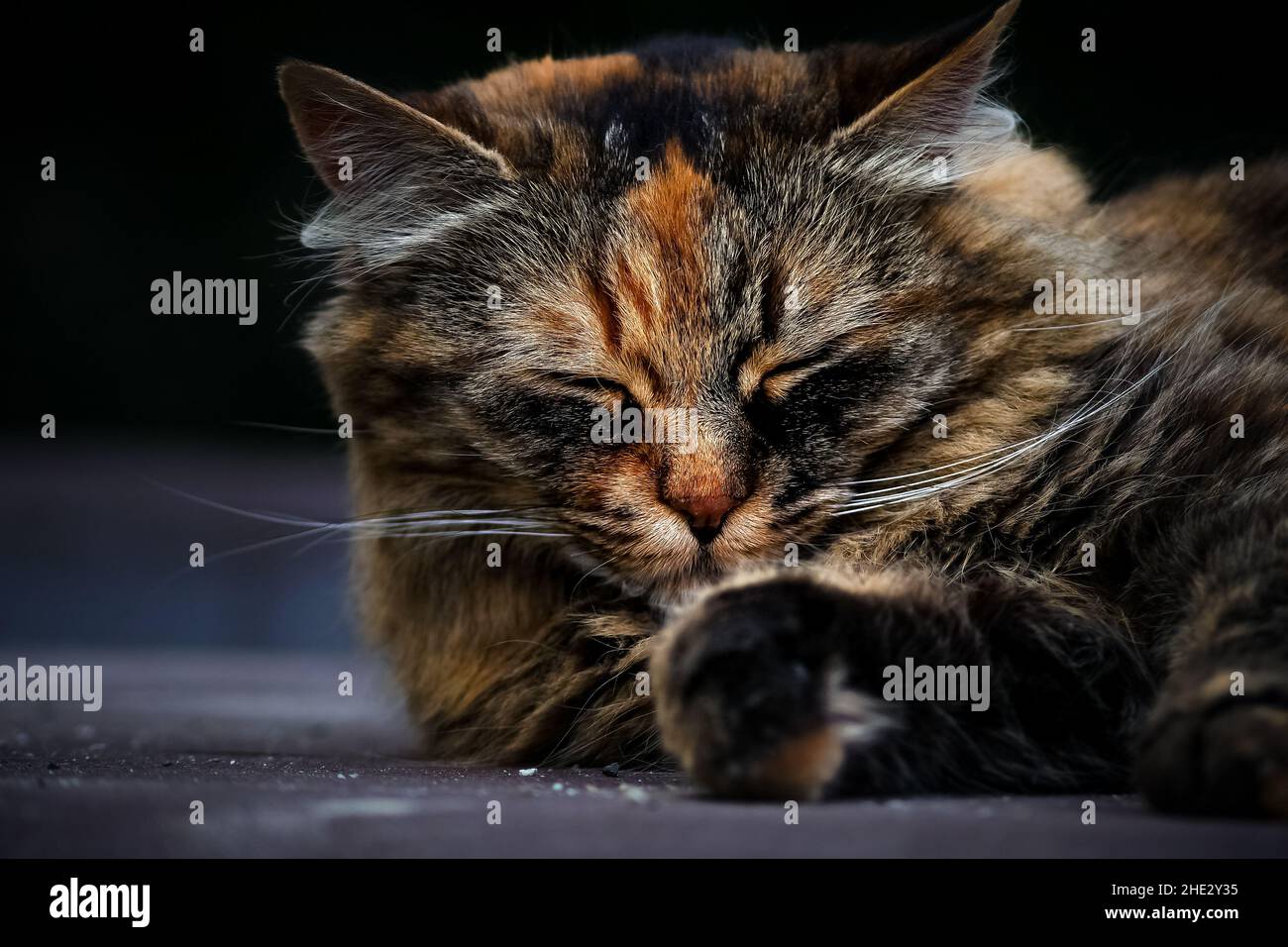 portrait of a chilling cat Stock Photo - Alamy