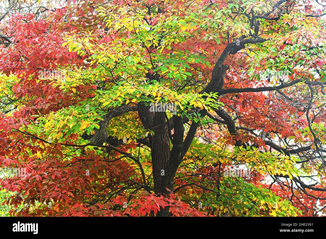 North america background hi-res stock photography and images - Alamy