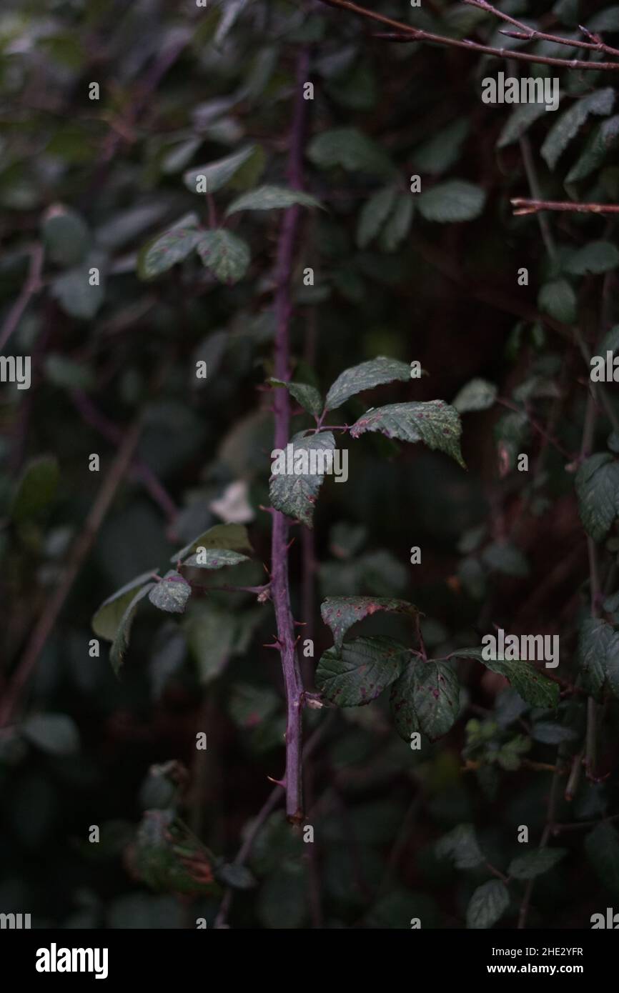 Prickly Bramble Bush High Resolution Stock Photography and Images - Alamy