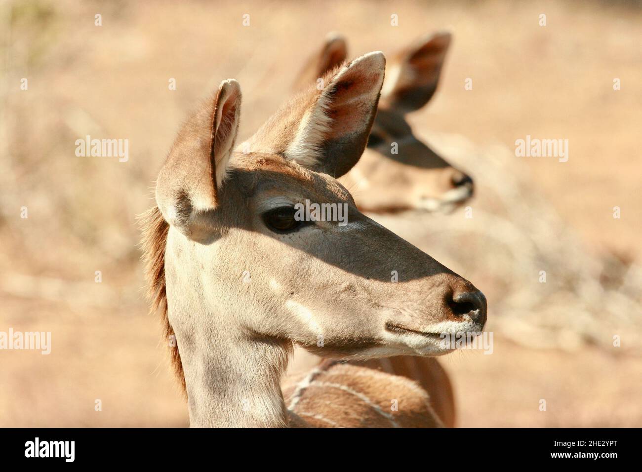 Kudu Cow profile, Kruger National Park Stock Photo - Alamy