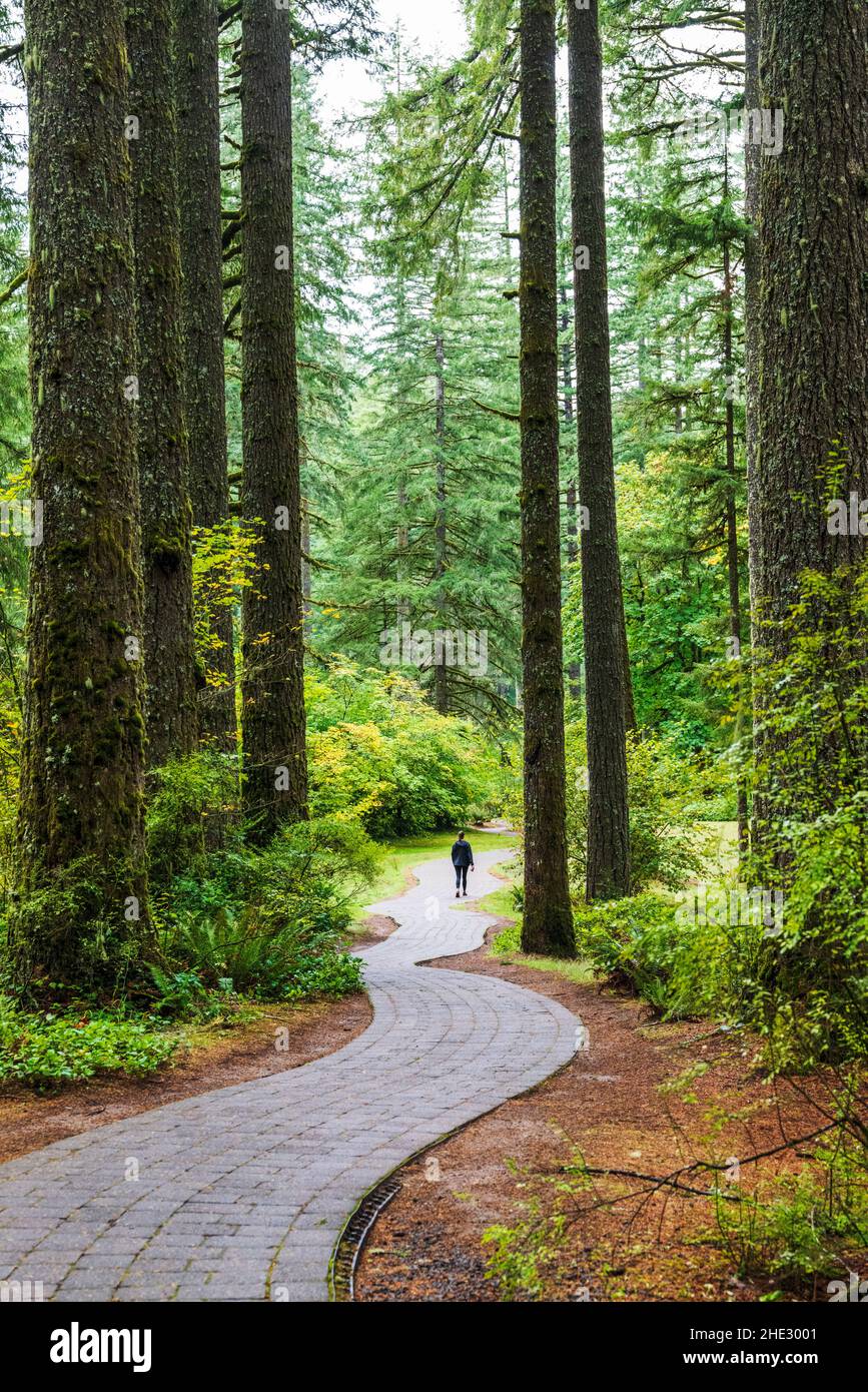 Oregon state park woods hi-res stock photography and images - Alamy