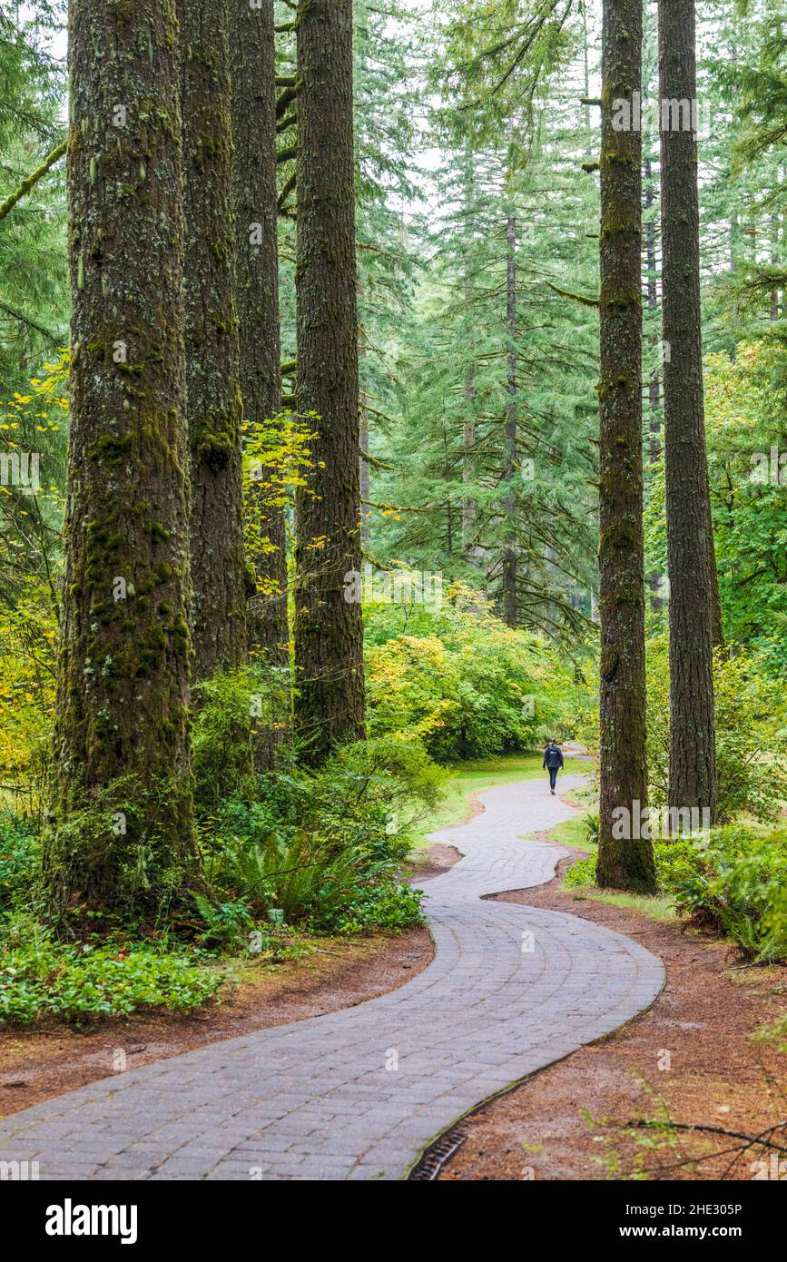 Hiker on winding path; Silver Falls State Park; Oregon; USA Stock Photo ...