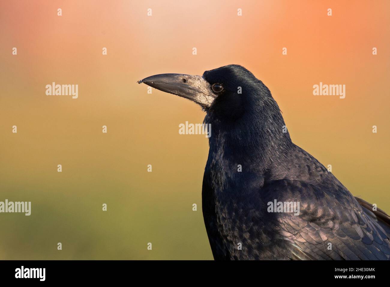 Rook bird hi-res stock photography and images - Alamy