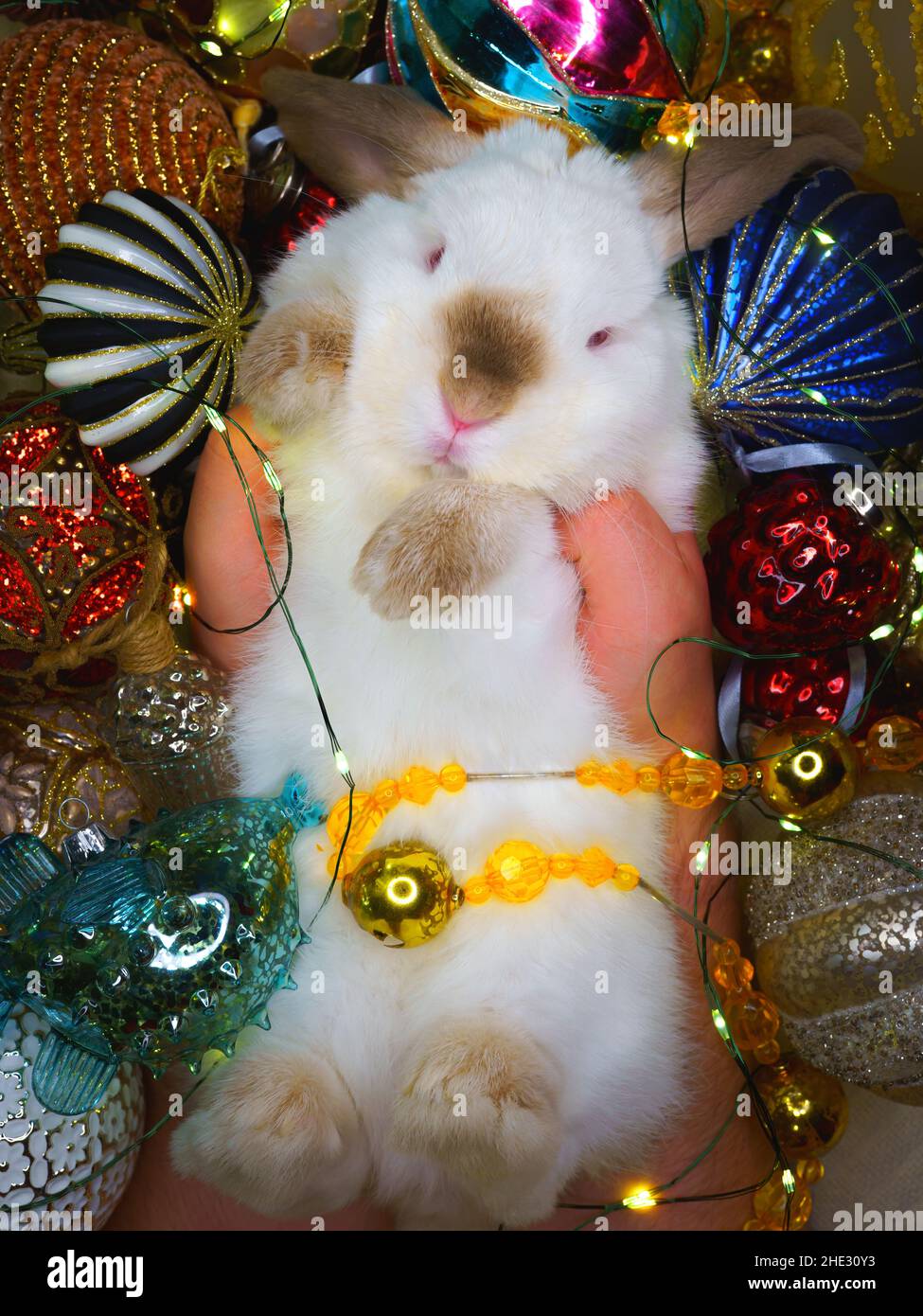 Rabbit christmas hi-res stock photography and images - Alamy