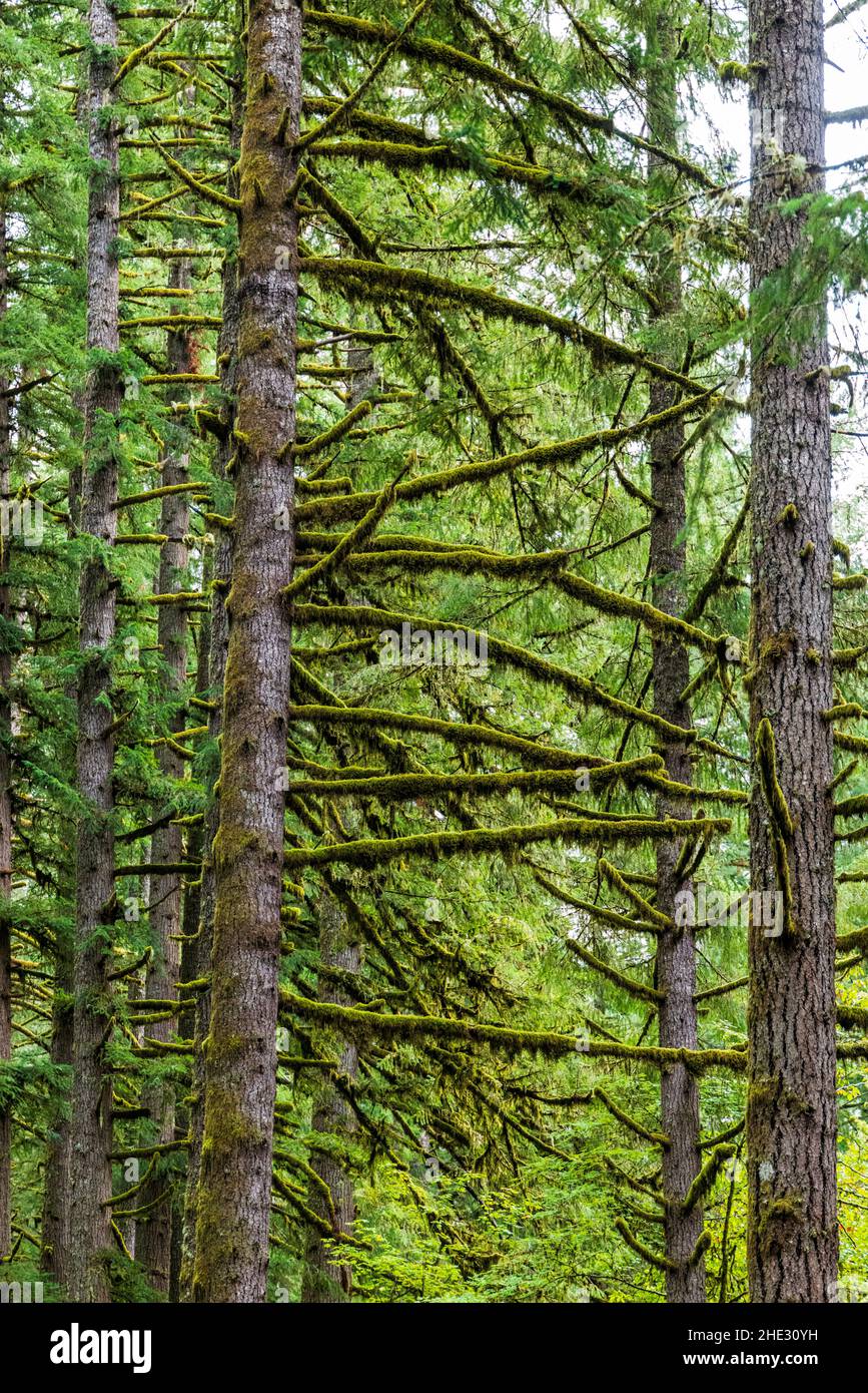 Moss covered evergreen tree; Silver Falls State Park; Oregon; USA Stock ...