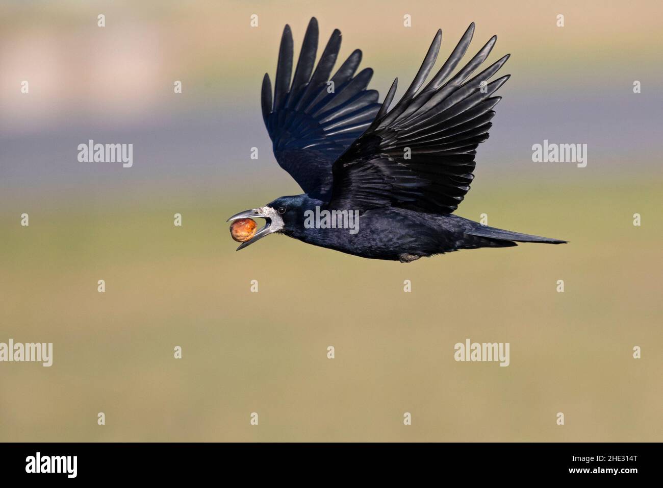 A rook (Corvus frugilegus) in flight with a walnut in its beak Stock ...