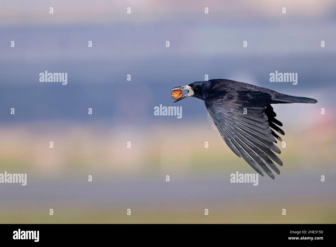 A rook (Corvus frugilegus) in flight with a walnut in its beak Stock ...