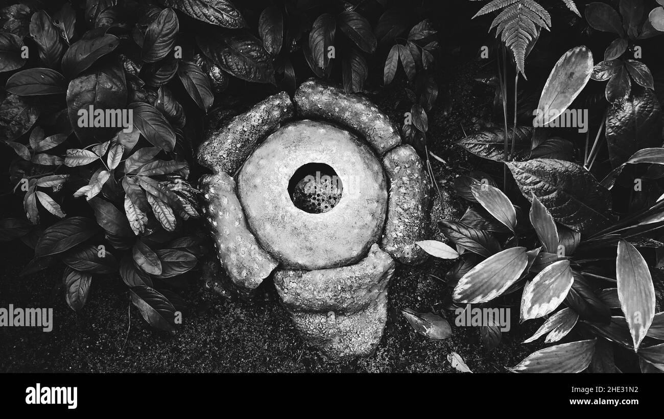 Stinking lily hi-res stock photography and images - Alamy