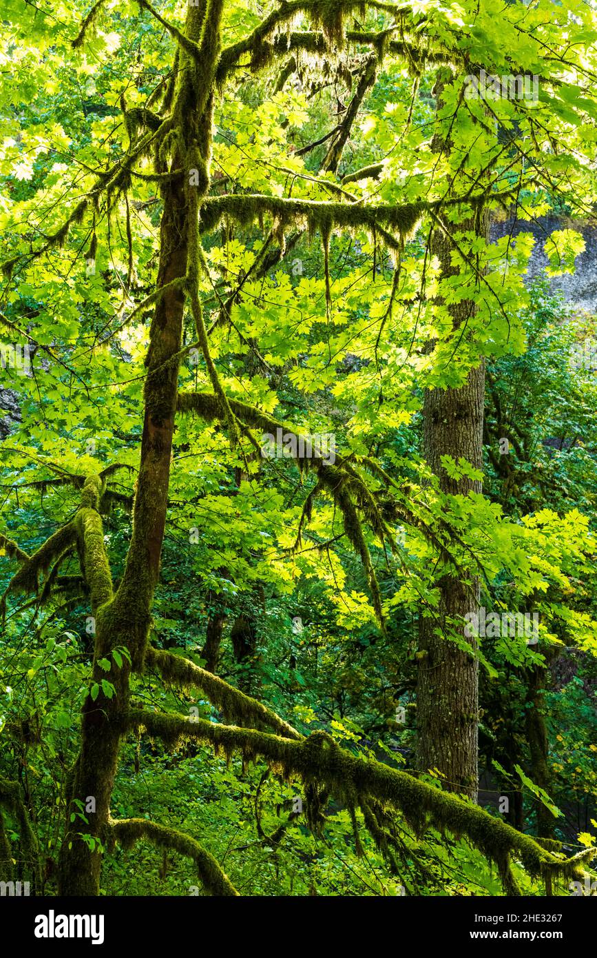Moss covered tree; Silver Falls State Park; Oregon; USA Stock Photo - Alamy