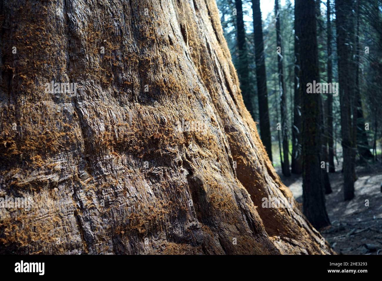 Closeup of a giant sequoia tree in a forest under the sunlight with a ...