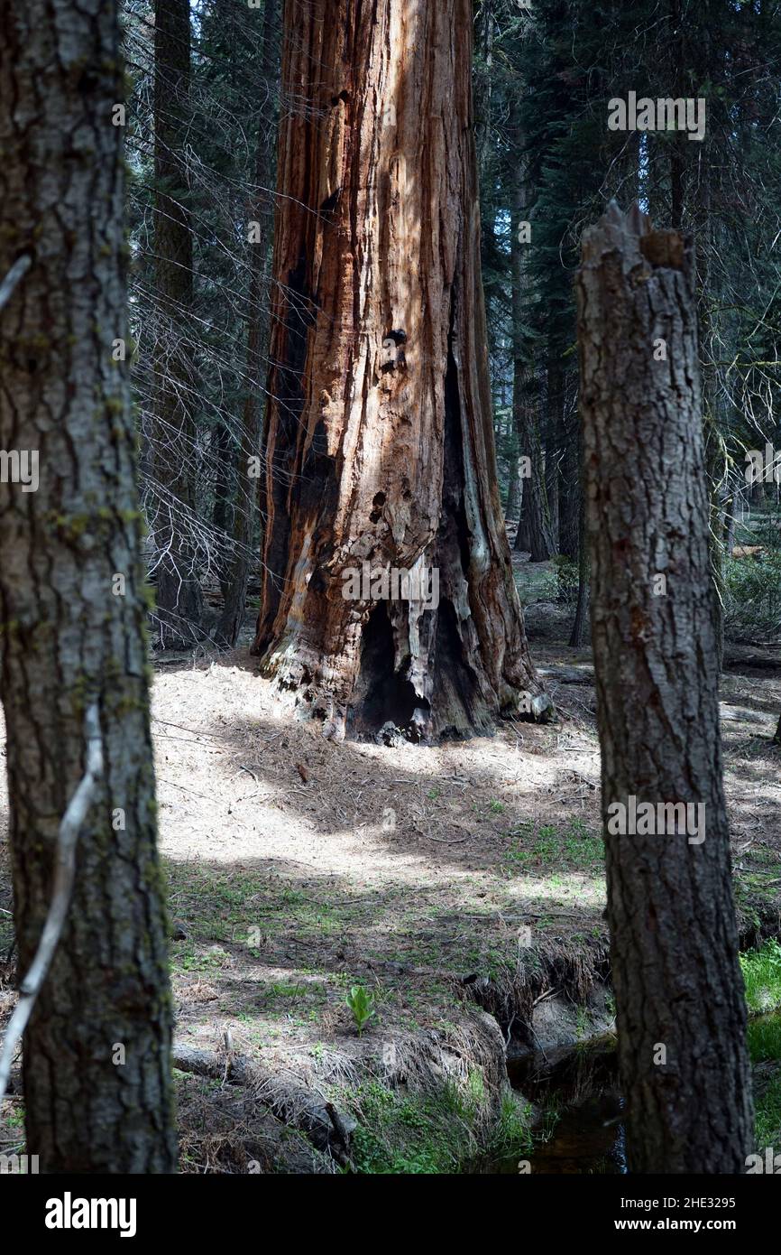 Vertical shot of giant sequoia trees in a forest under the sunlight ...