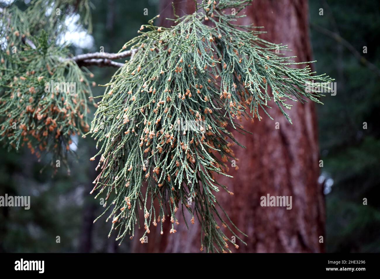 Closeup of giant sequoia branches in a forest in the daylight with a ...