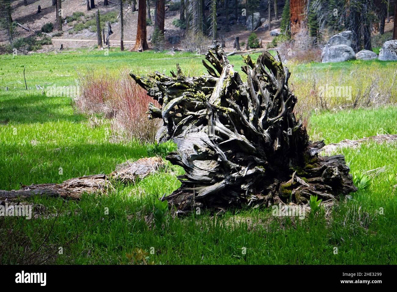 Rotten grass hi-res stock photography and images - Alamy