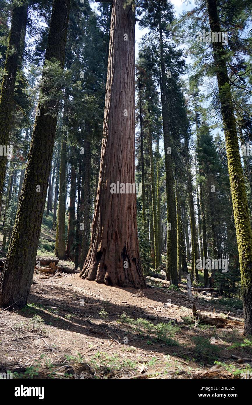 Giant sequoia leaves hi-res stock photography and images - Alamy