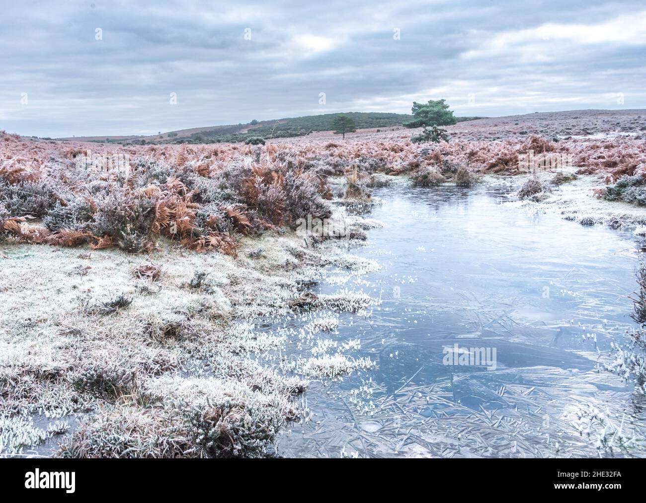 Frozen pond new forest hi-res stock photography and images - Alamy