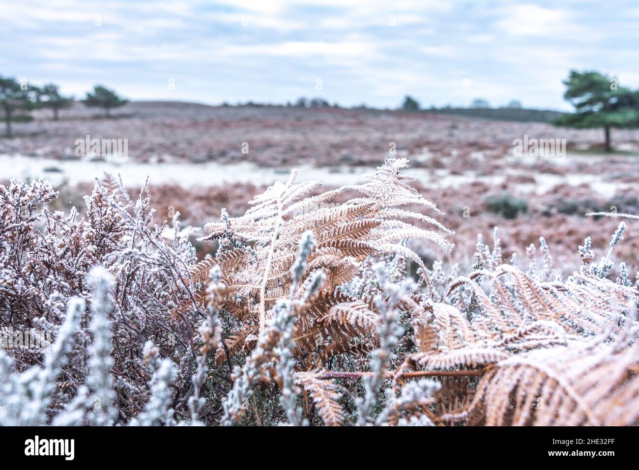 Frozen ferns, New Forest Stock Photo - Alamy