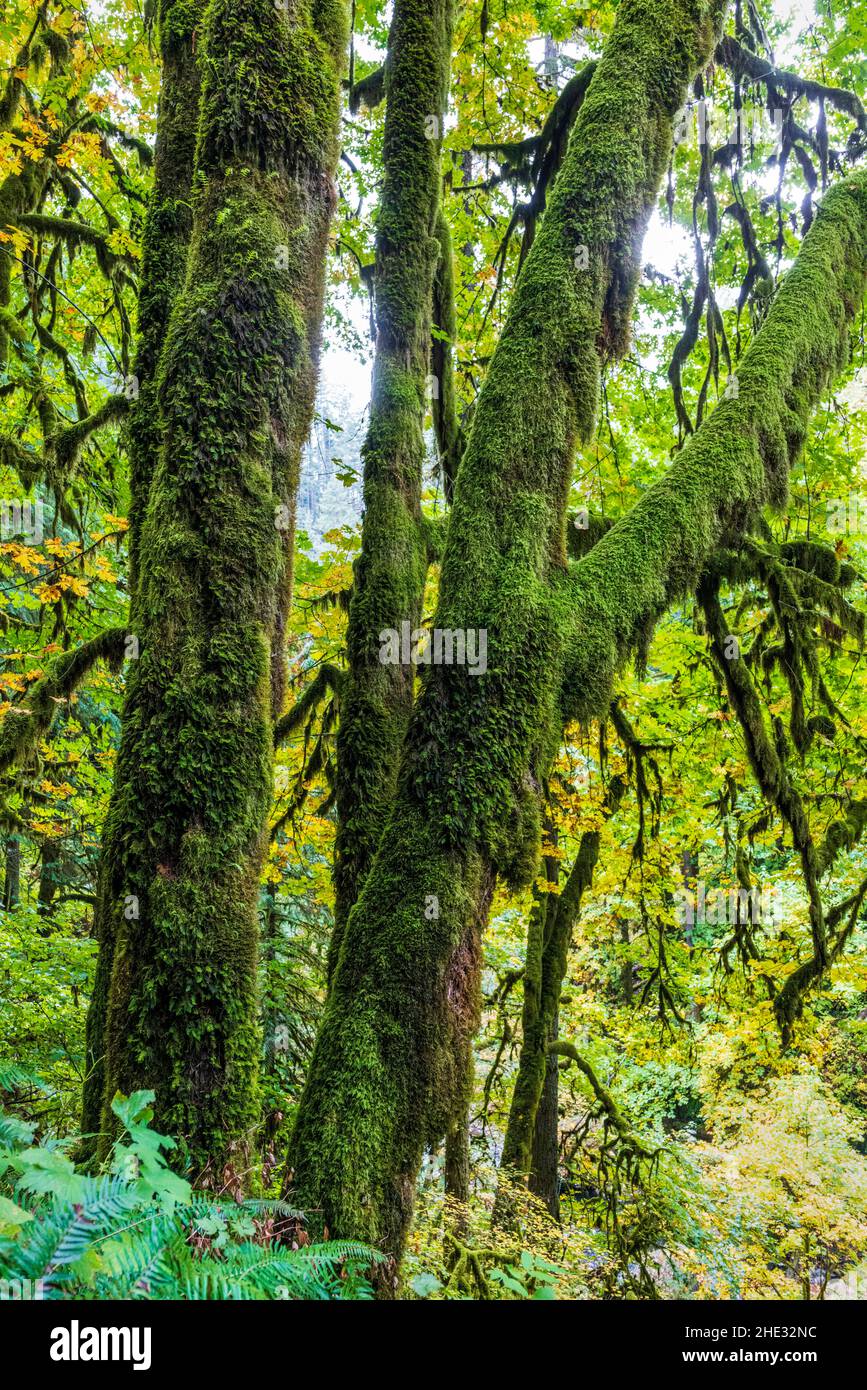 Moss covered evergreen tree; Silver Falls State Park; Oregon; USA Stock ...