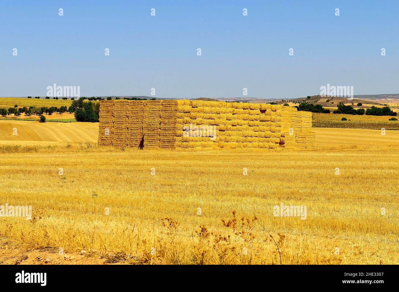 Poppies fields in cuenca hi-res stock photography and images - Alamy