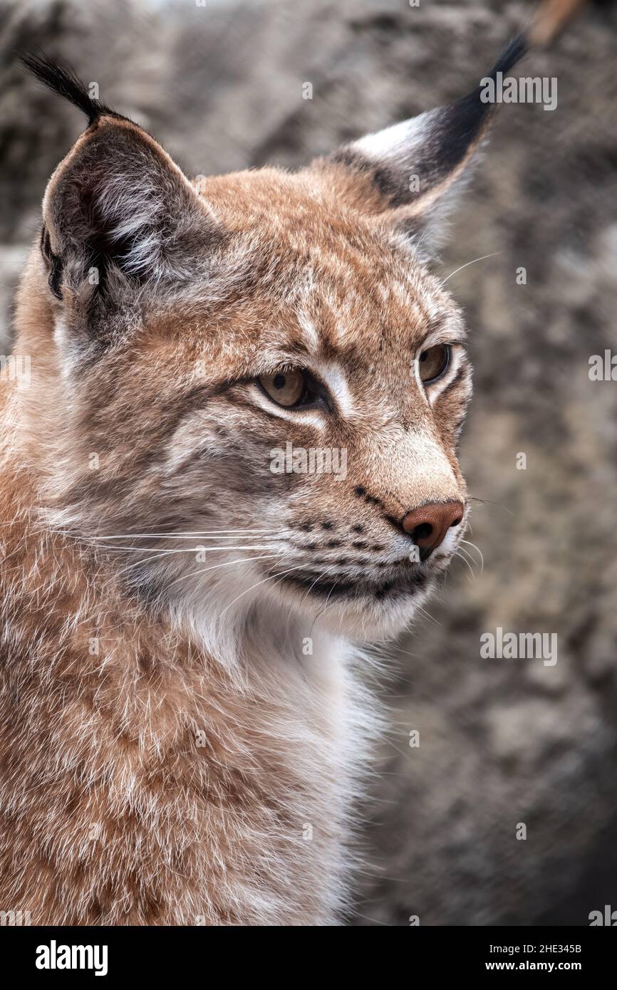 Portrait of The Eurasian lynx close-up. The Eurasian lynx, lat. Lynx ...