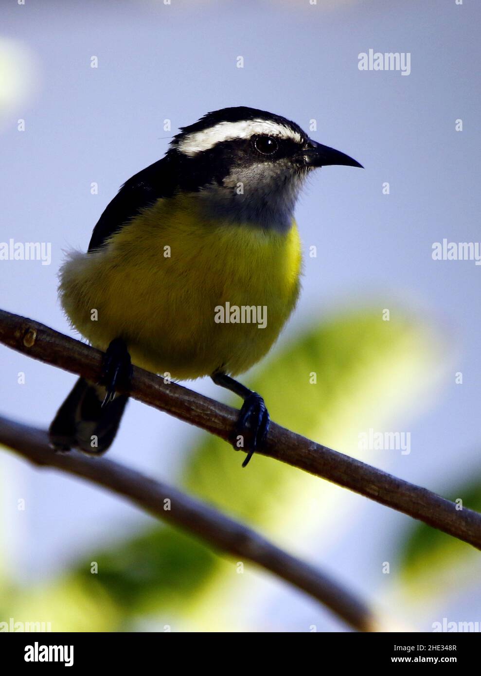 Reinita tropical hi-res stock photography and images - Alamy