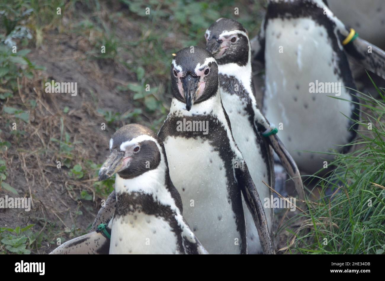 Penguins in a row hi-res stock photography and images - Alamy