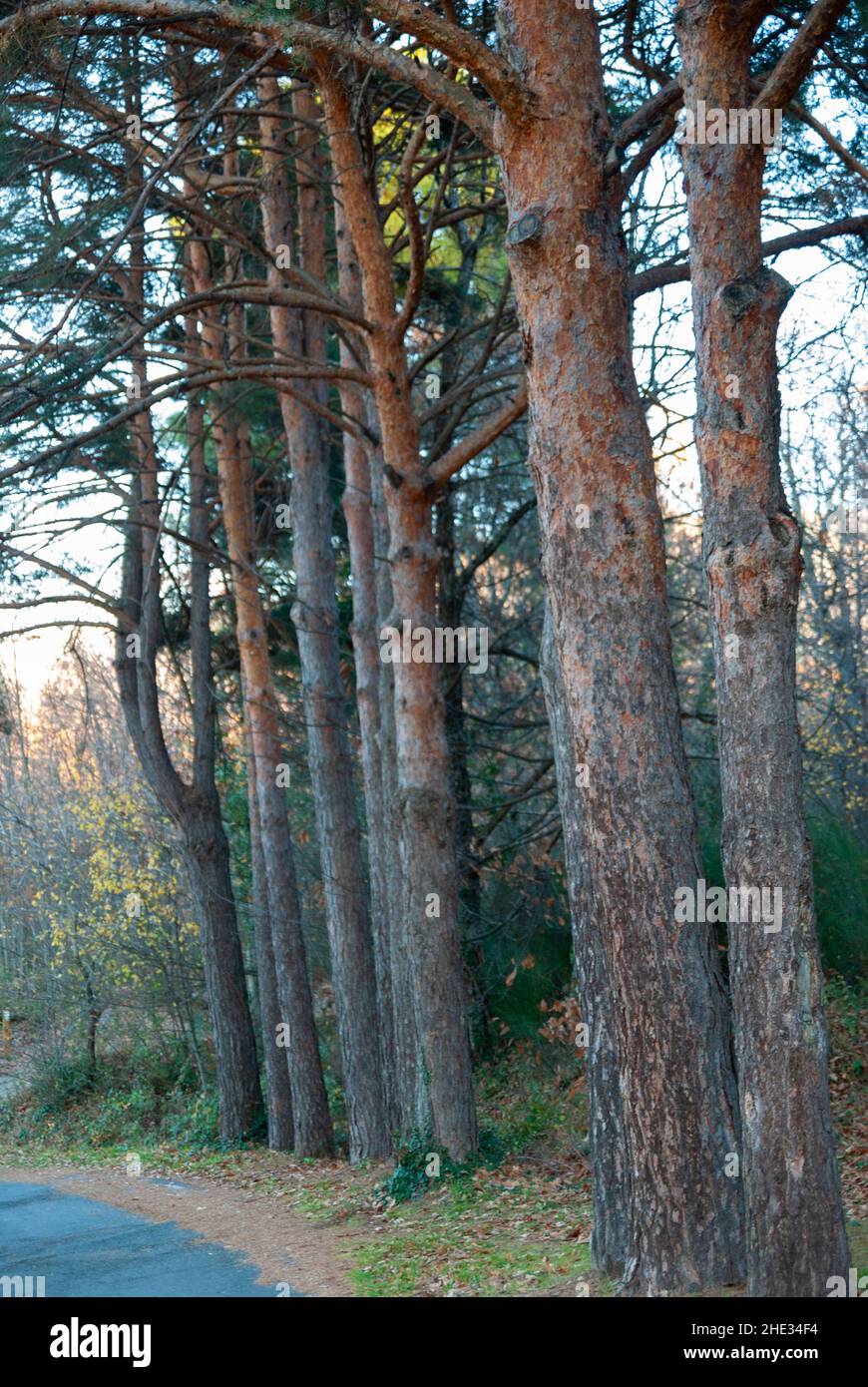 Trees lined up on roadside ditch, pine trees lined up in fall Stock ...