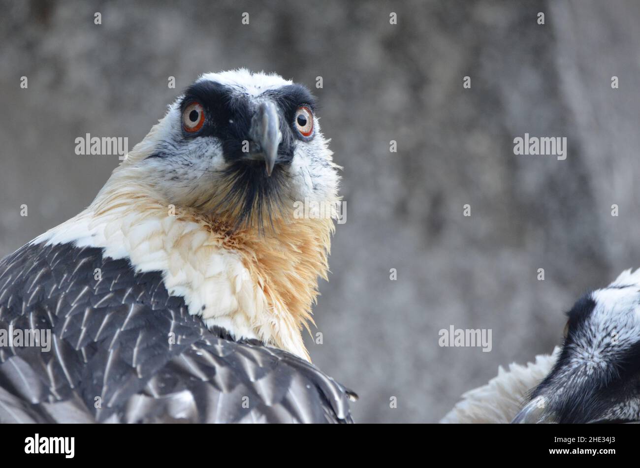 Closeup of the head of a bearded vulture Stock Photo - Alamy