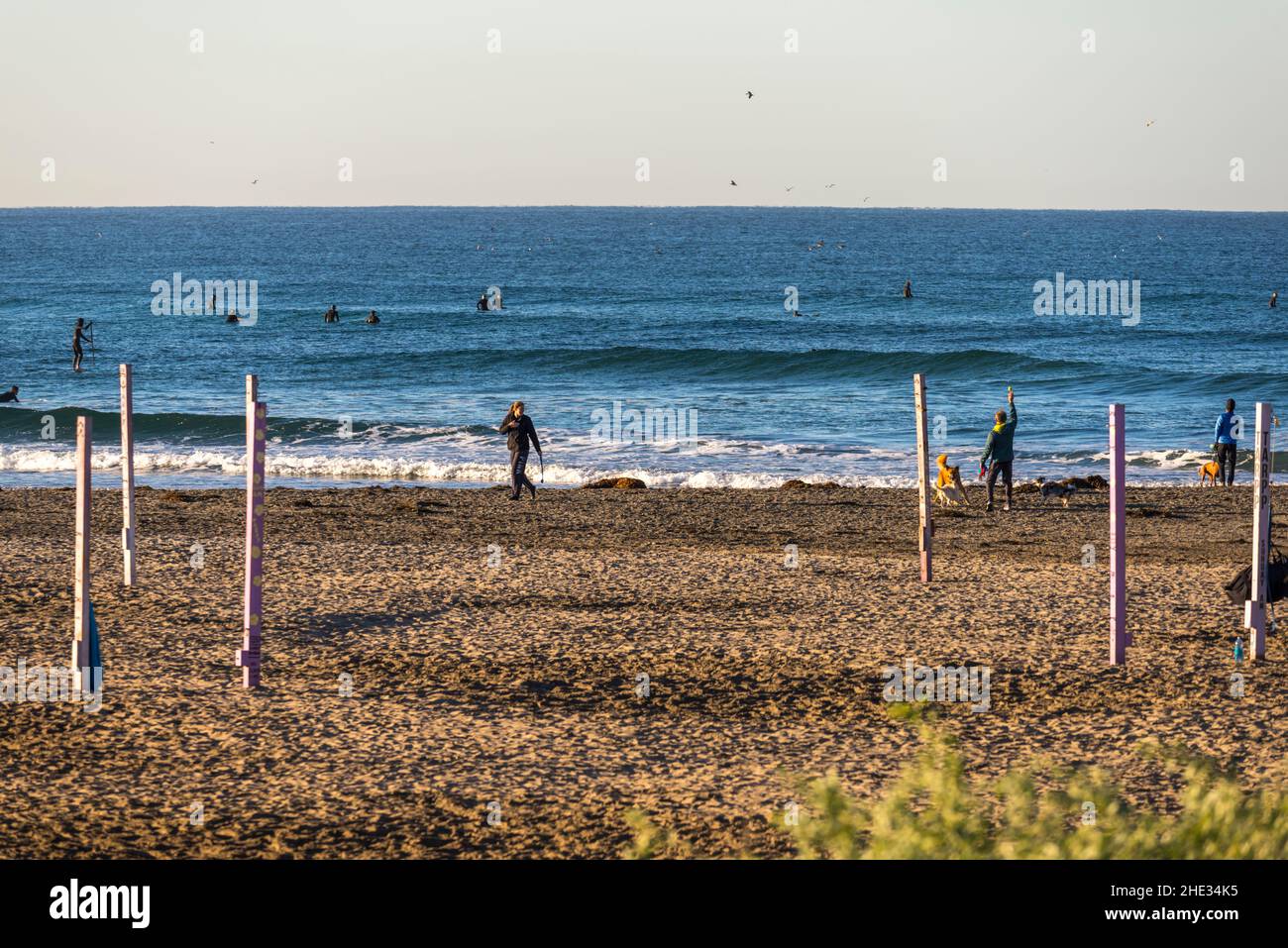 People and their dogs at Del Mar Dog Beach. Del Mar, California, USA ...