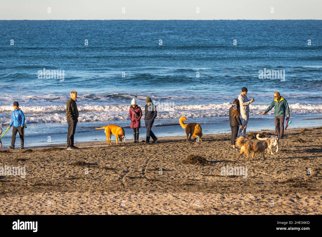 People and their dogs at Del Mar Dog Beach. Del Mar, California, USA ...