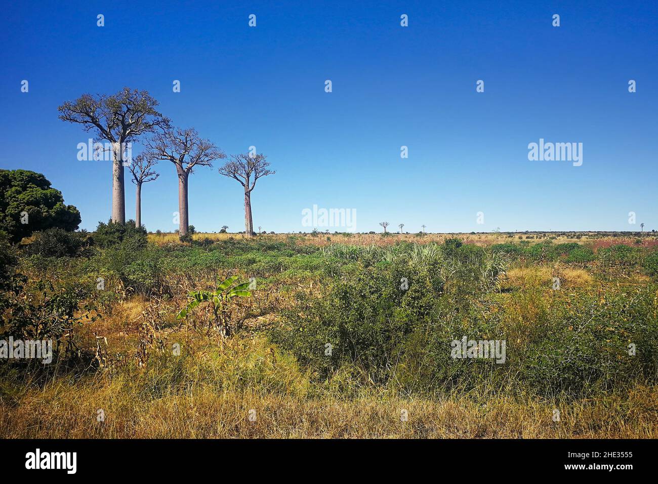 Grass, small shrubs growing on flat land, three tall baobab trees in ...