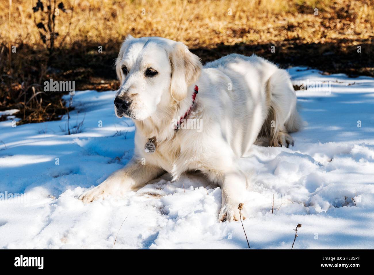 Platinum colored Golden Retriever dog cooling off in the snow ...