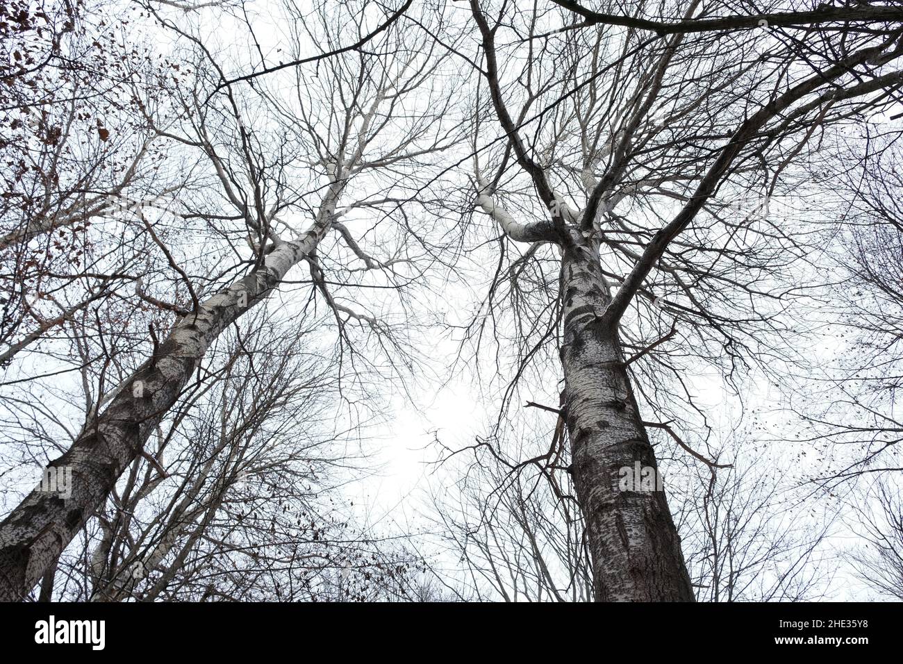 some large imposing birch trees in a forest soar into the sky Stock ...