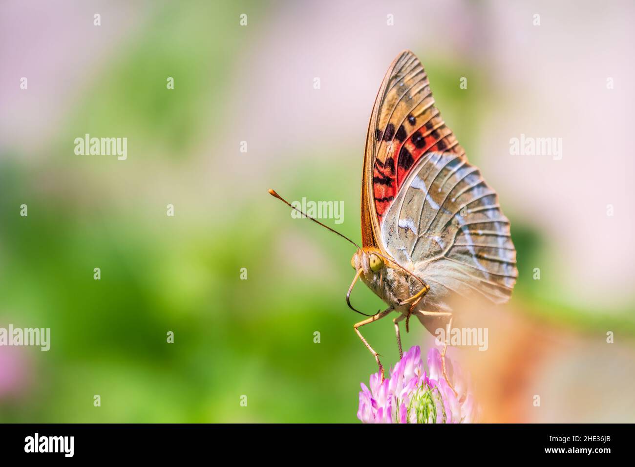 The dark green fritillary butterfly collects nectar on flower. Speyeria ...