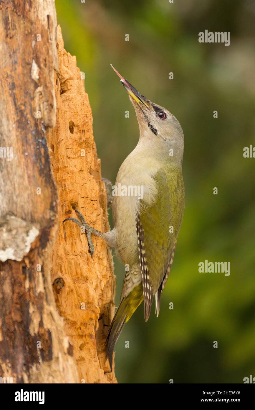 Grey-faced Woodpecker on the tree / Picus canus Stock Photo - Alamy