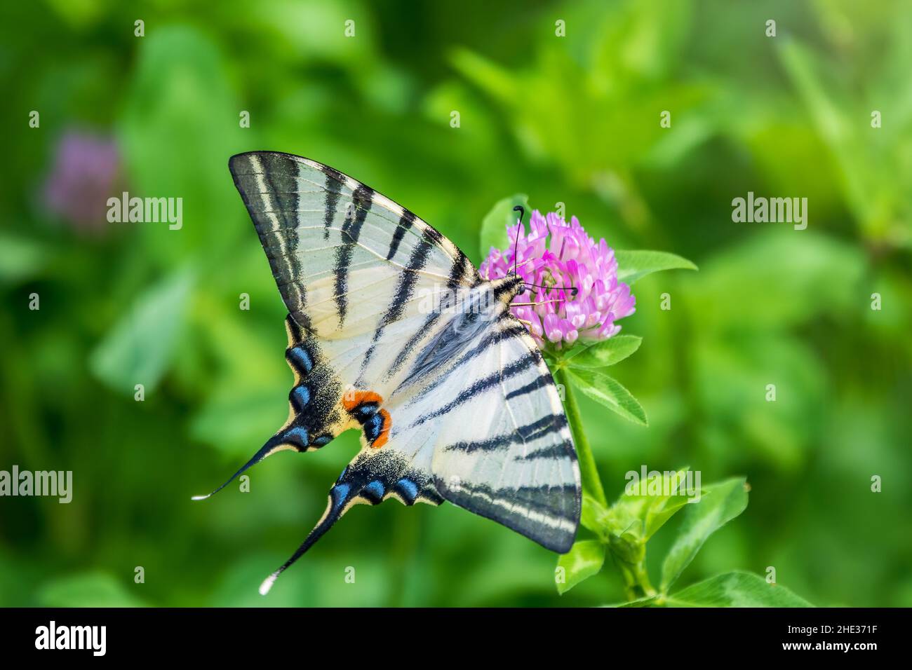 Beautiful Butterfly Scarce Swallowtail, Sail Swallowtail, Pear-tree ...