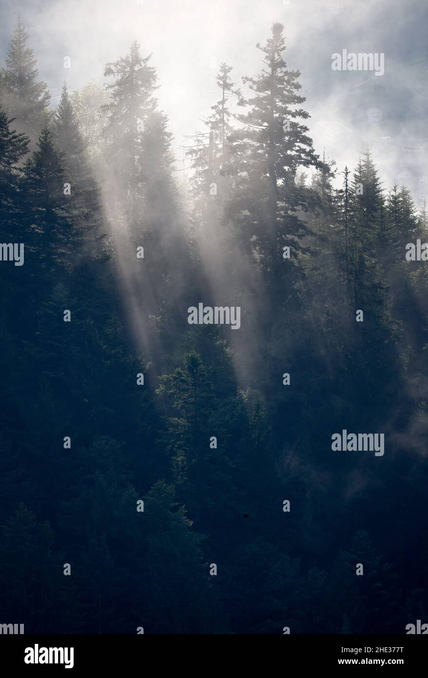 Vertical shot of a forest with tall trees under sunshine Stock Photo ...