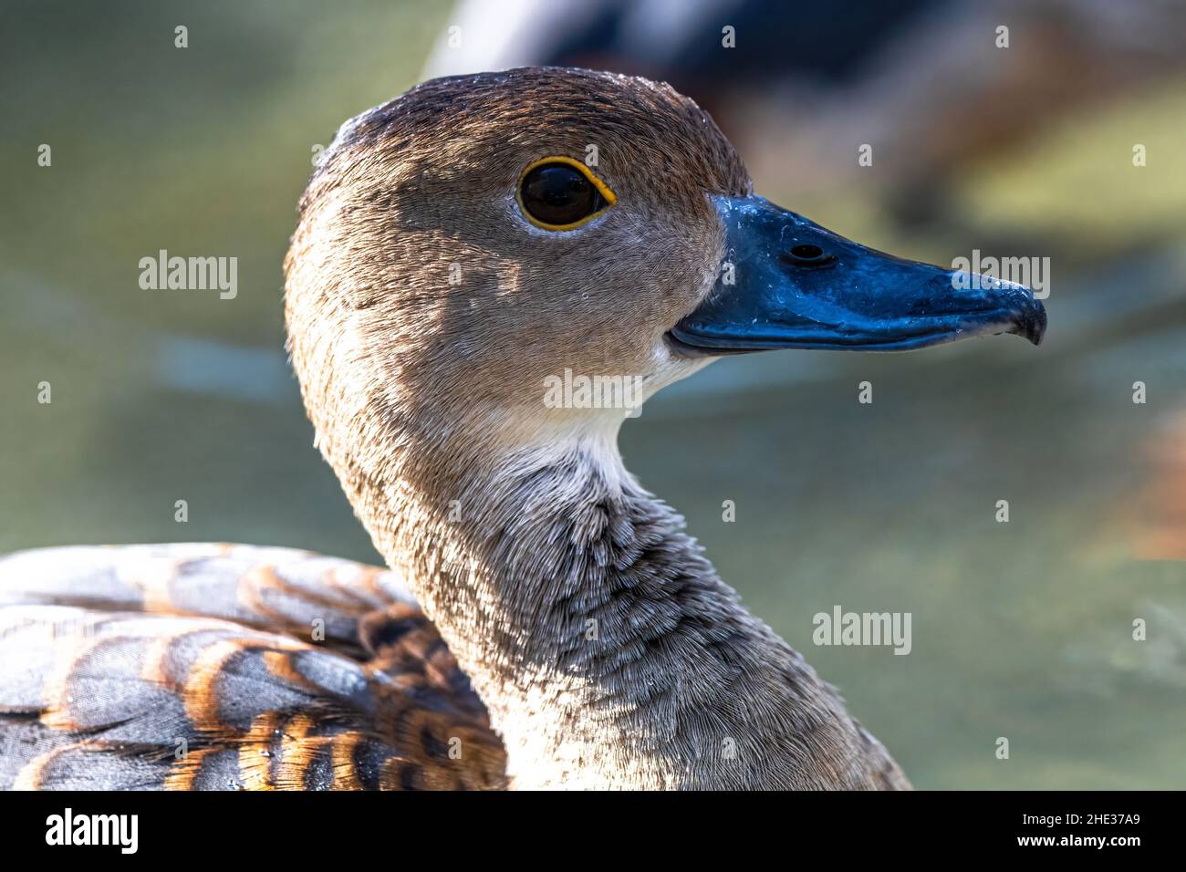 Ride The Duck Beak Whistles
