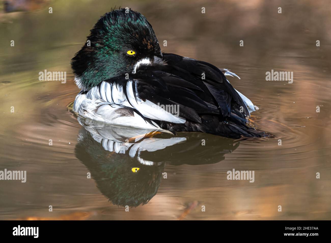 Male American Goldeneye (Bucephala clangula Stock Photo - Alamy