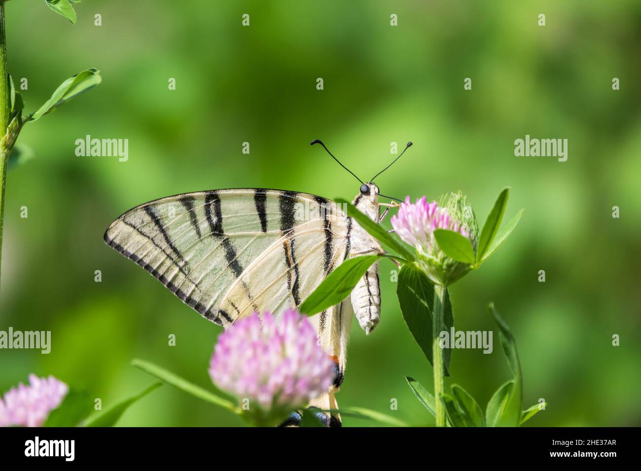 Beautiful Butterfly Scarce Swallowtail, Sail Swallowtail, Pear-tree ...