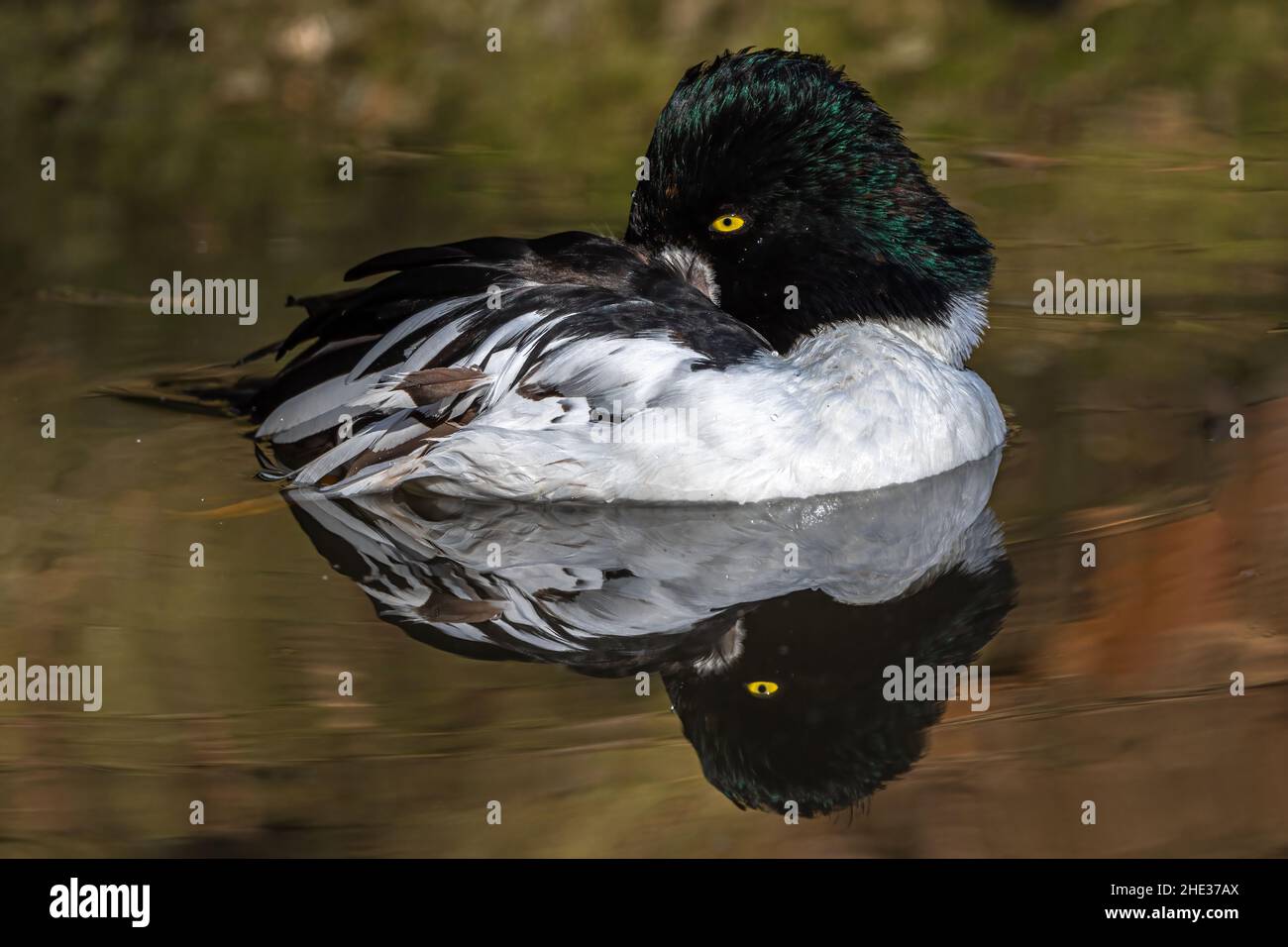 Male American Goldeneye (Bucephala clangula Stock Photo - Alamy