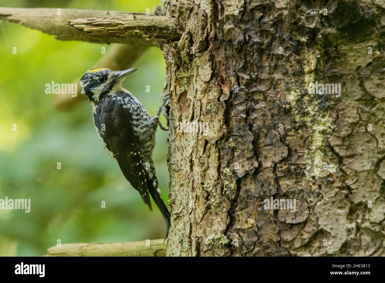 Eurasian three-toed woodpecker, Picoides tridactylus Stock Photo - Alamy