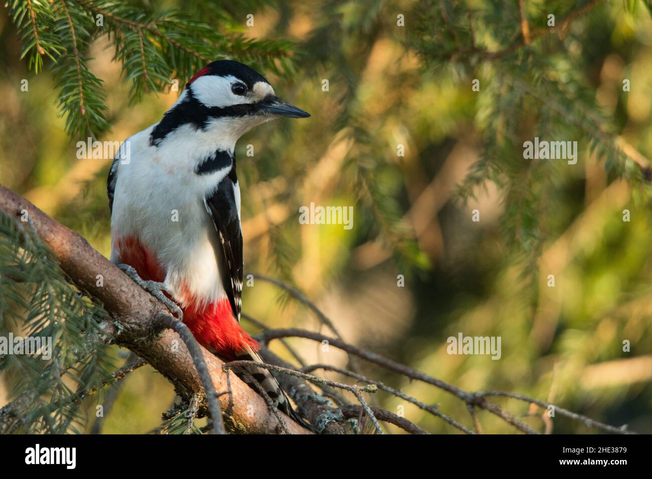 Dendrocopos major habitat hi-res stock photography and images - Alamy