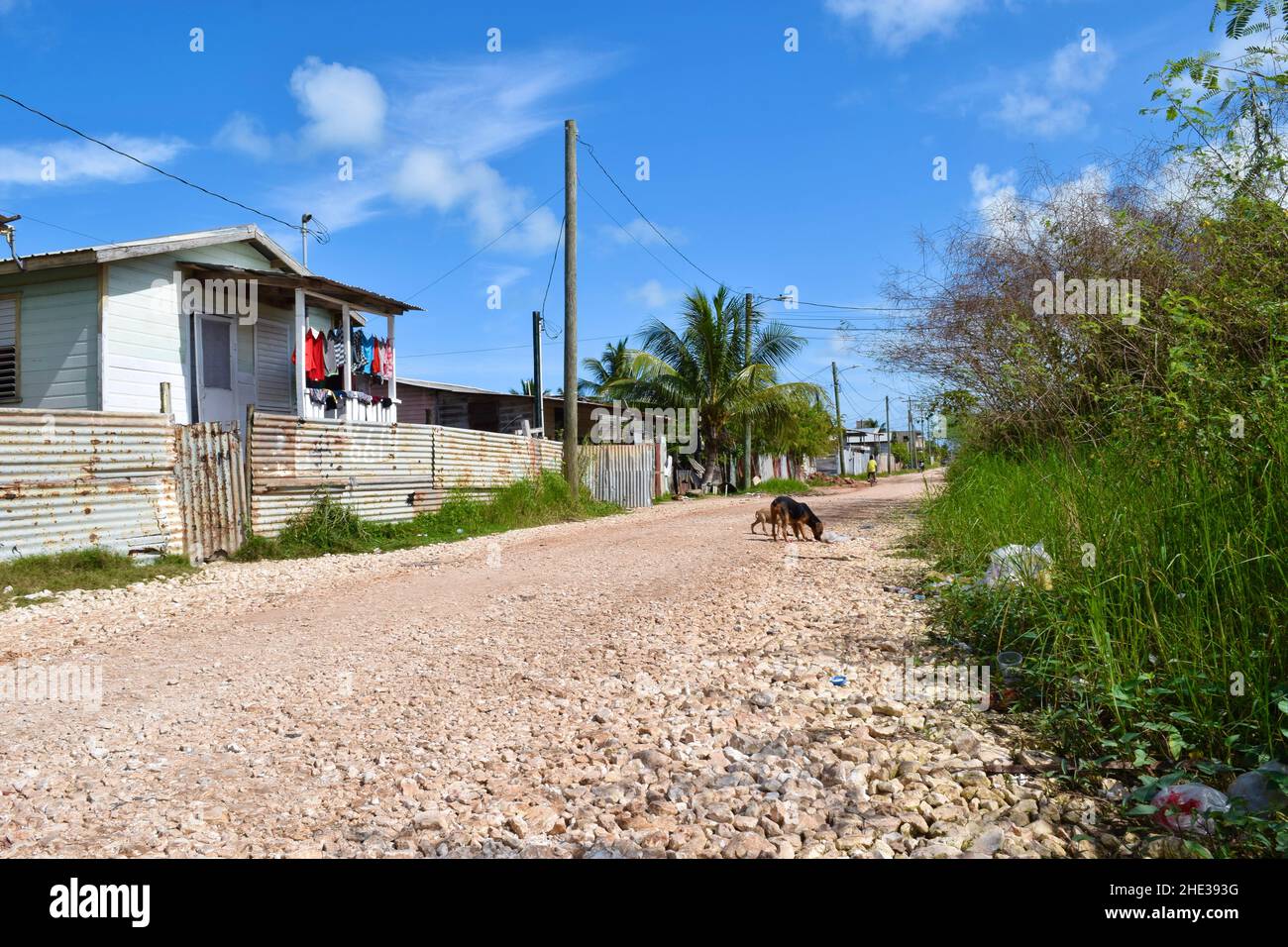 Stray dogs looking for food on an unpaved road in a Belize City, Belize ...